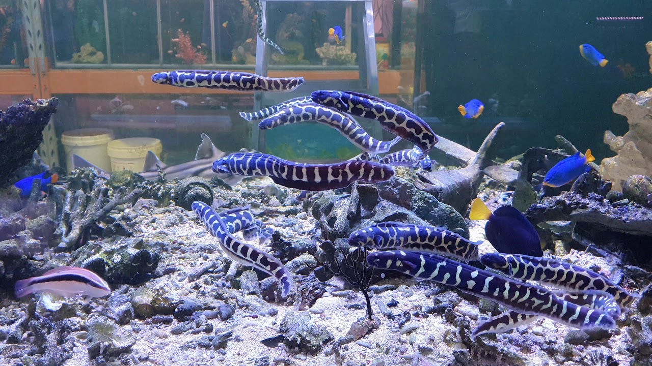 Engineer Goby at Le Aquatic, Sydney - YouTube