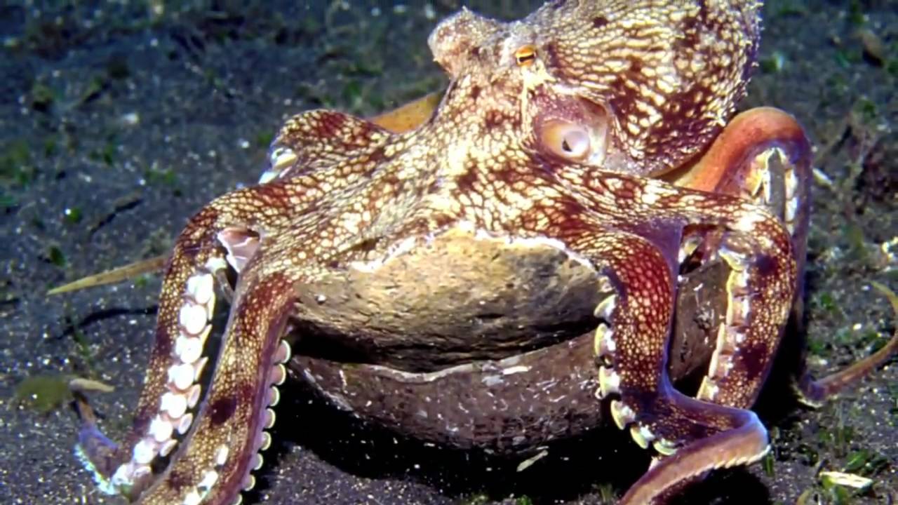 Octopus Tool Use: The World's Smartest Invertebrate - YouTube