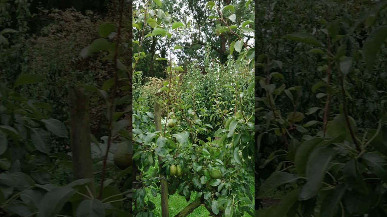 Pears farm - YouTube