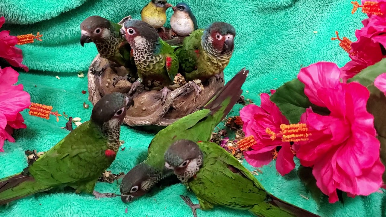 Painted and white eared emma conures with teas flowers(6) - YouTube