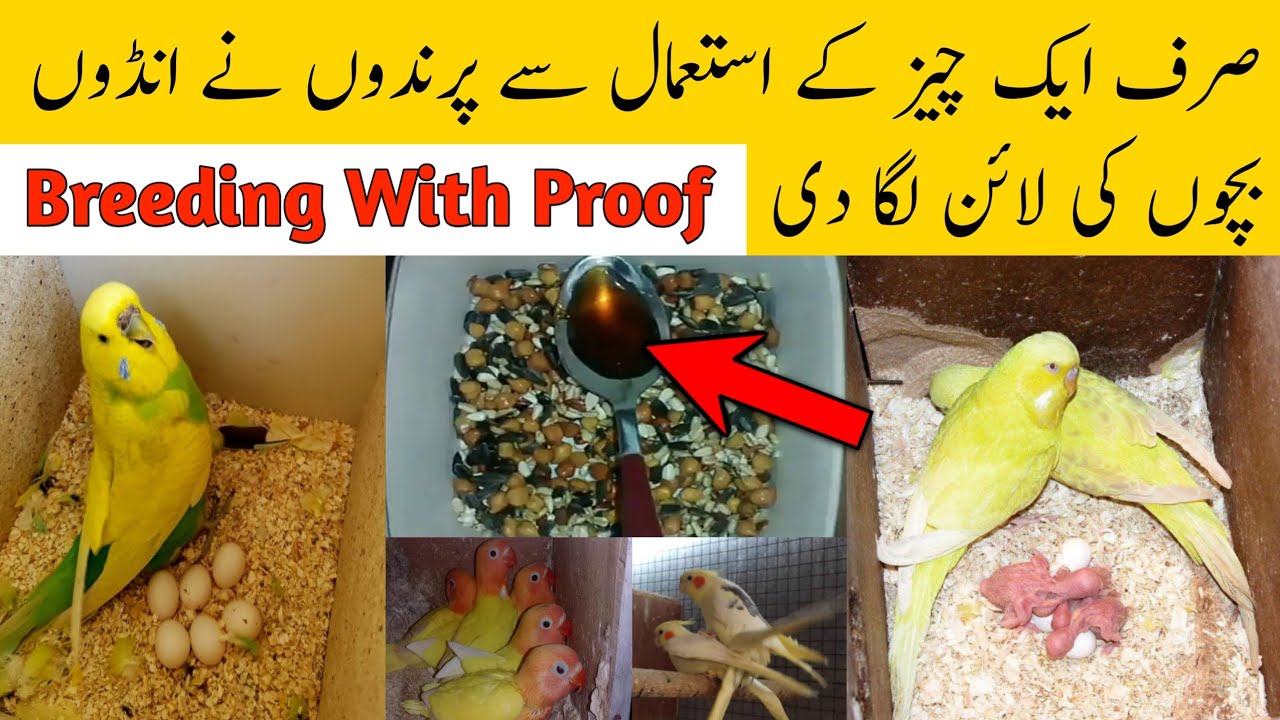 Birds breeding formula | budgies parrots breeding formula | lovebirds ...