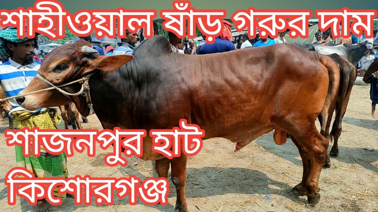 shajonpur gorur hat |বিখ্যাত শাজনপুর হাটে শাহীওয়াল ষাঁড় গরুর দাম ...