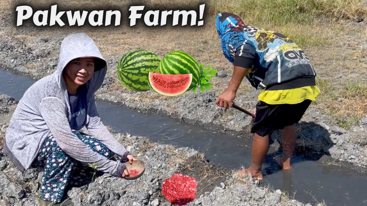 Kalahating ektarayang Pakwanan! Magkano na ang Nagastos | ROMALYN VLOGS ...