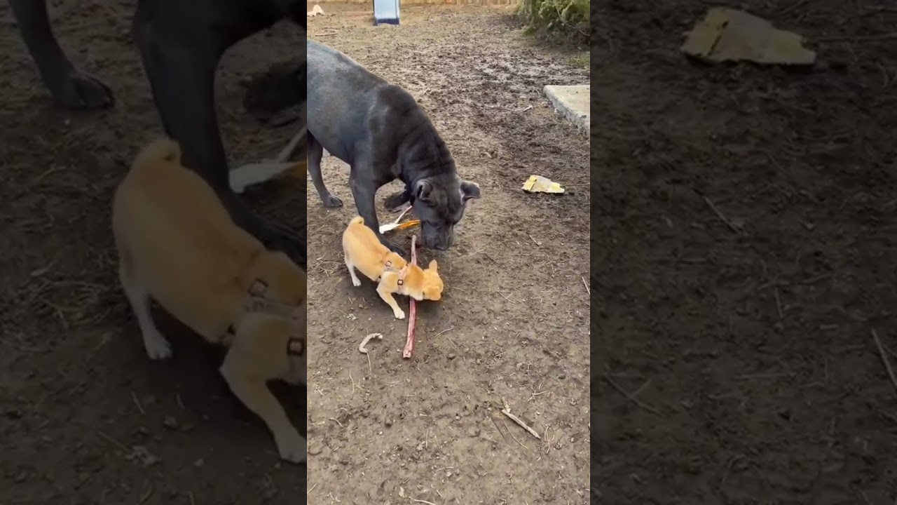 Cane Corso Vs Chihuahua😂 - YouTube