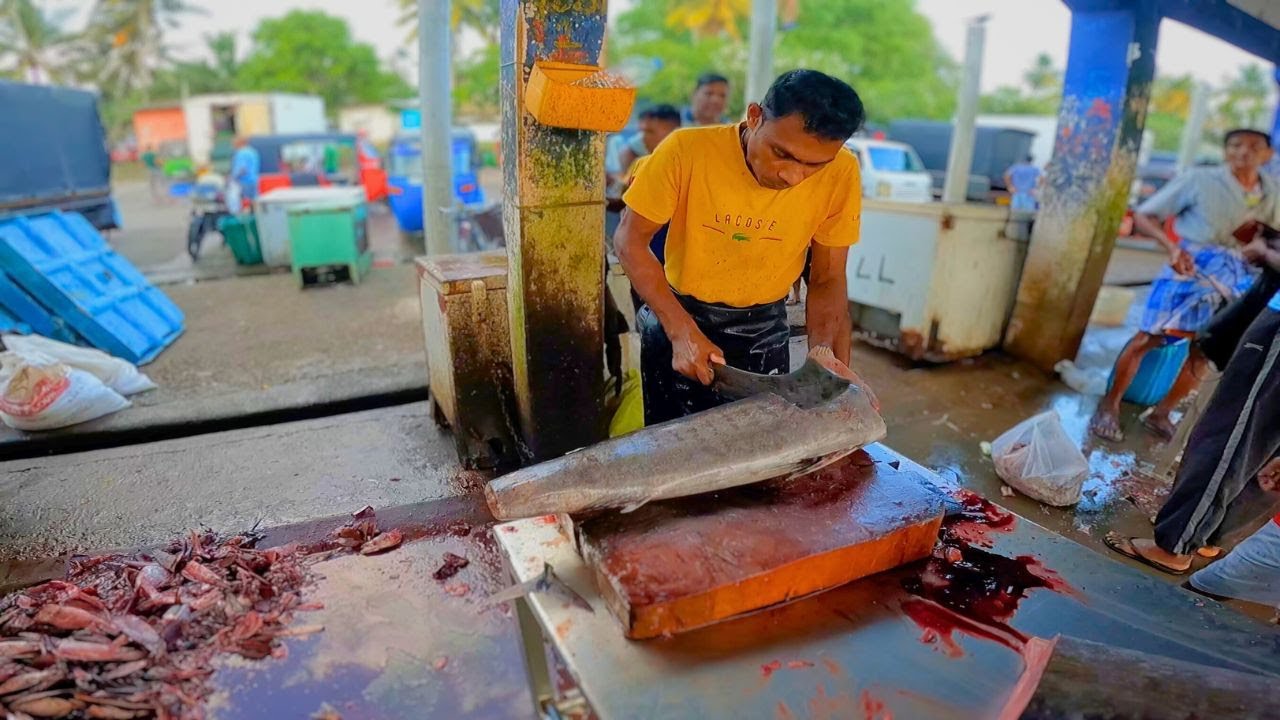 Sailfish Fish Cutting Sri Lanka 😎🔥 | Pacific fish cutting | village ...