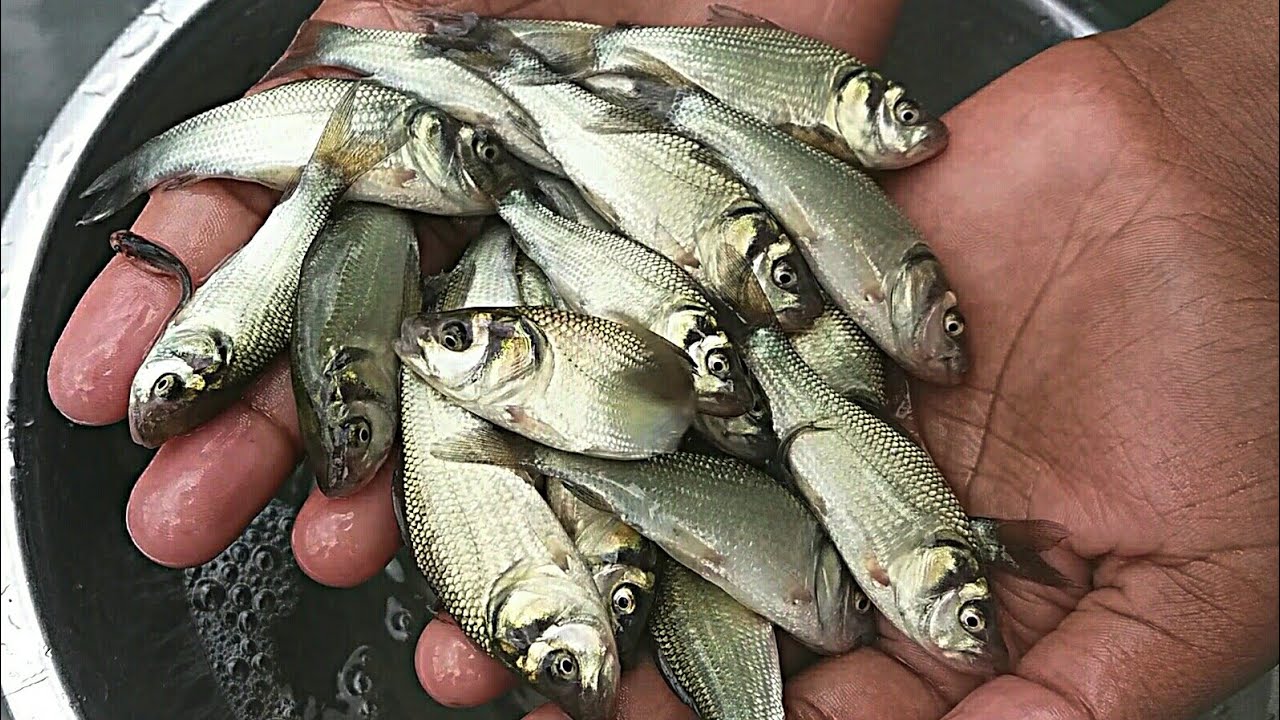 Katol fish seeds for sale | কাতল মাছের পোনা চাষ - YouTube