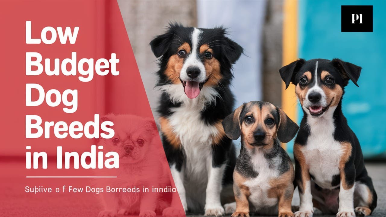 best dog for middle class family in india | Petsinfomania - YouTube