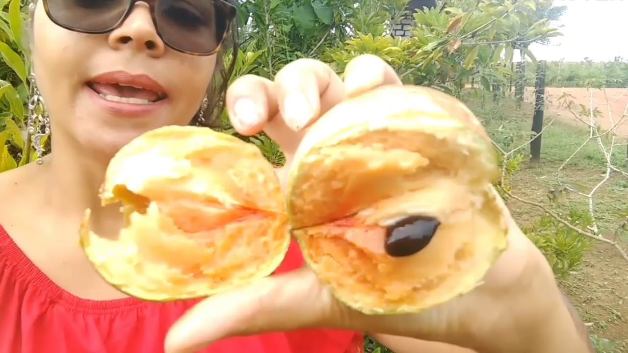 Conheça mais sobre a fruta sapoti - YouTube