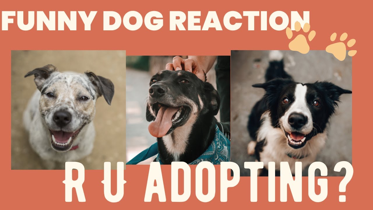 "DOG Love: Heartfelt Reactions That Will Melt Your Heart" #cutedog #dog ...