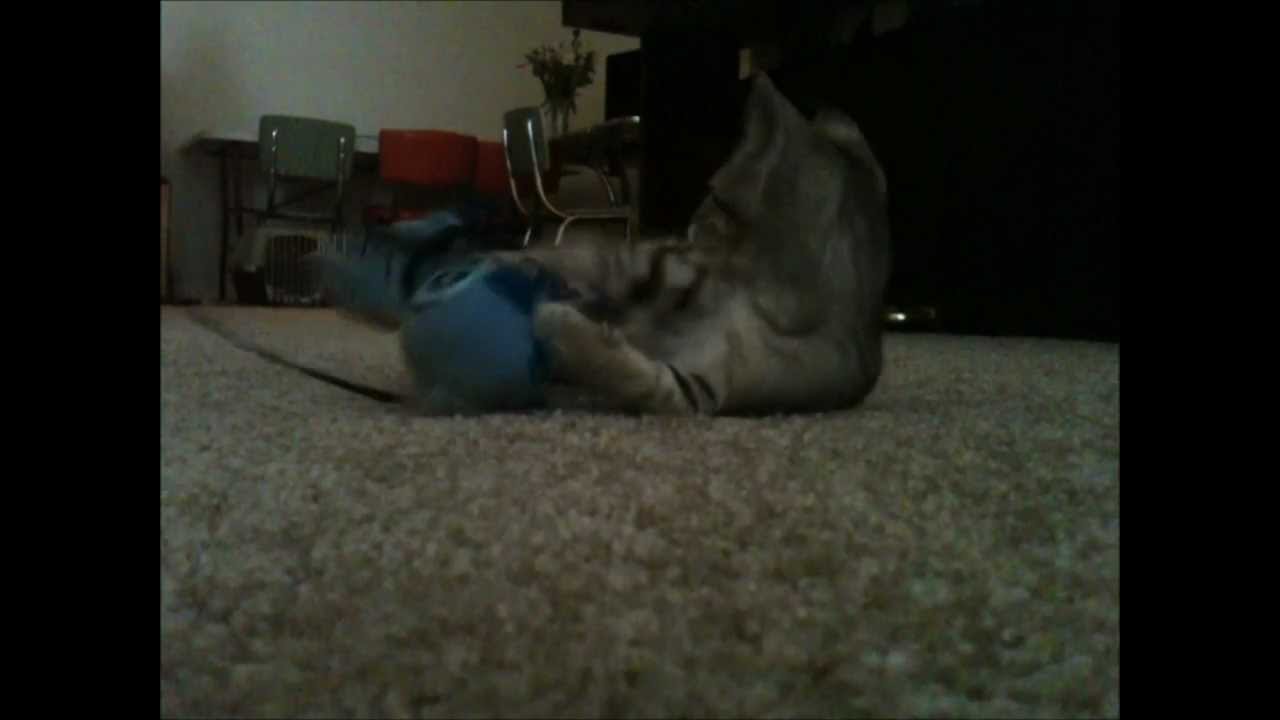 Kitty vs. Stitch - Cat Wars - YouTube