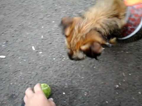 mimi the dog1 - YouTube