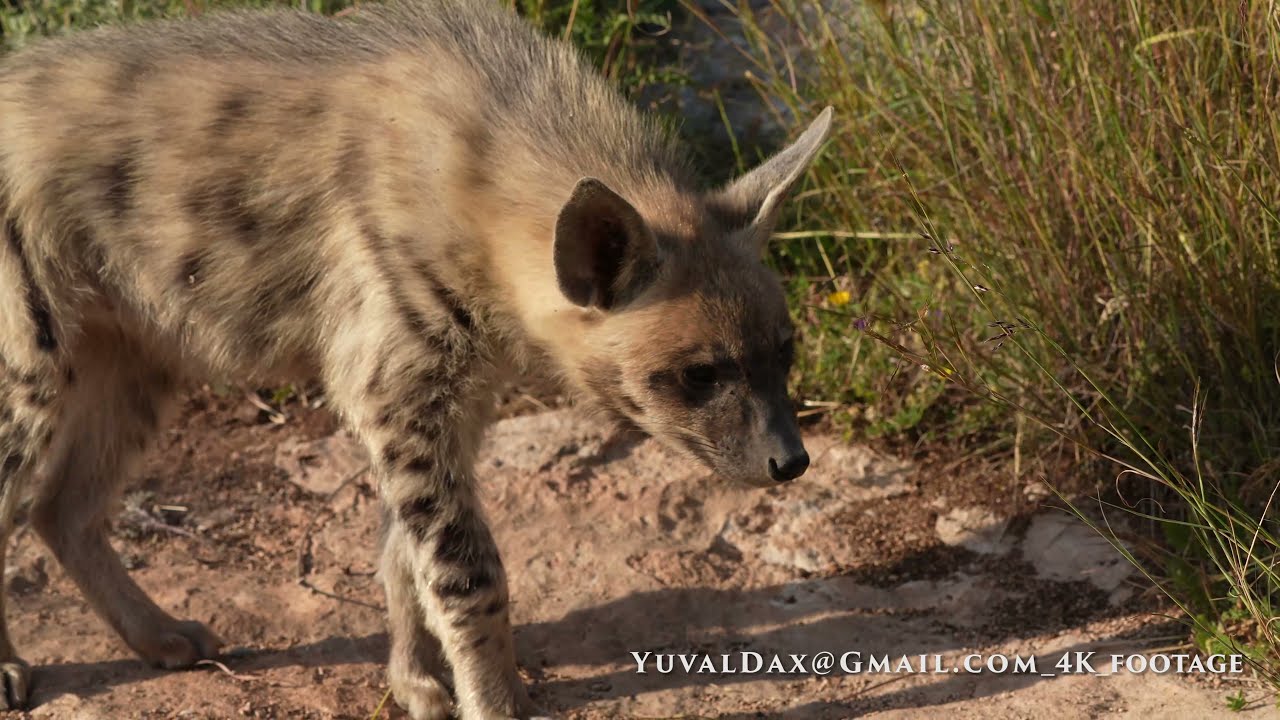 Striped Hyena cub / Israel - YouTube