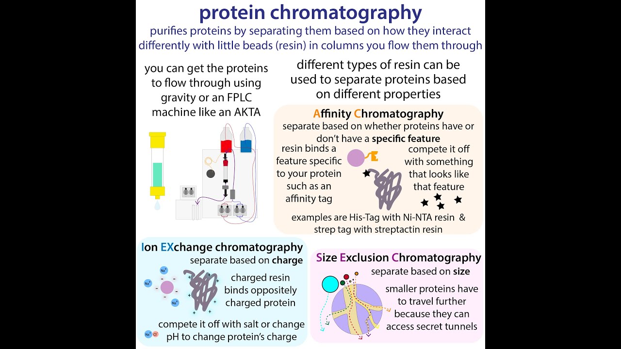 Protein chromatography - YouTube