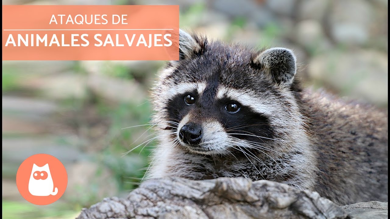 Ataques de animales salvajes - Wild Animal Attacks - YouTube