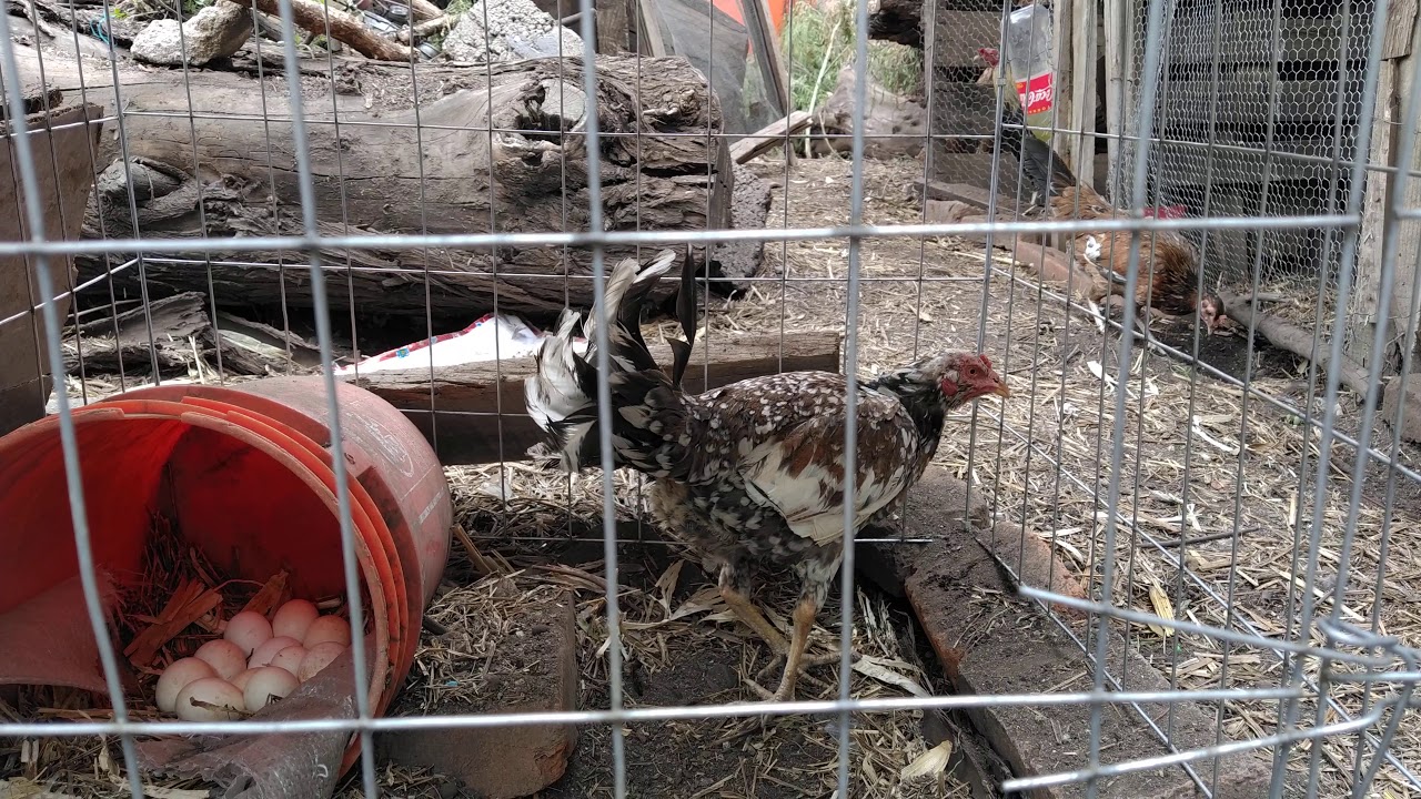 Gallina asil echada con 11 huevos. Salió a comer - YouTube