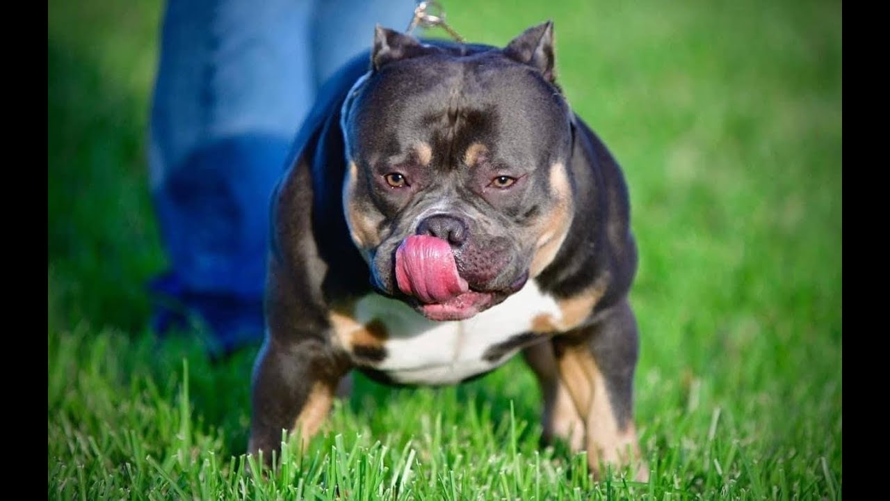 ABKC CHAMPION DAWGHOUSE'S BIG APACHE - 2020-2021 BULLY KING MAGAZINE ...