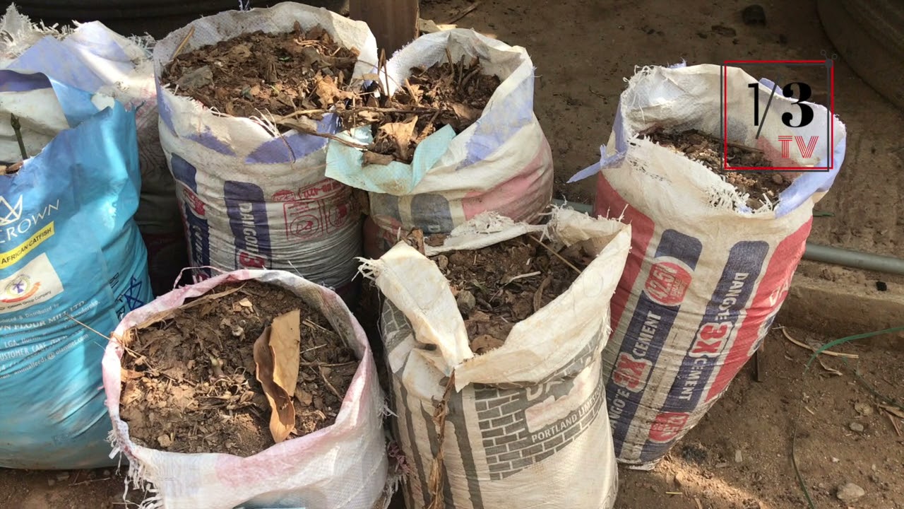 How to plant yam at your backyard (Money bags) - YouTube