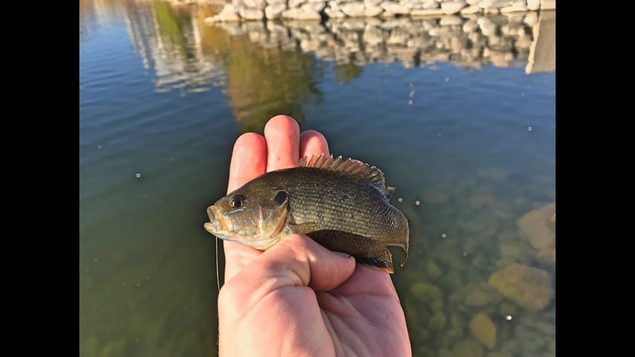 Bamboo Cane Pole Fishing at Sparks Marina For Green Sunfish - YouTube