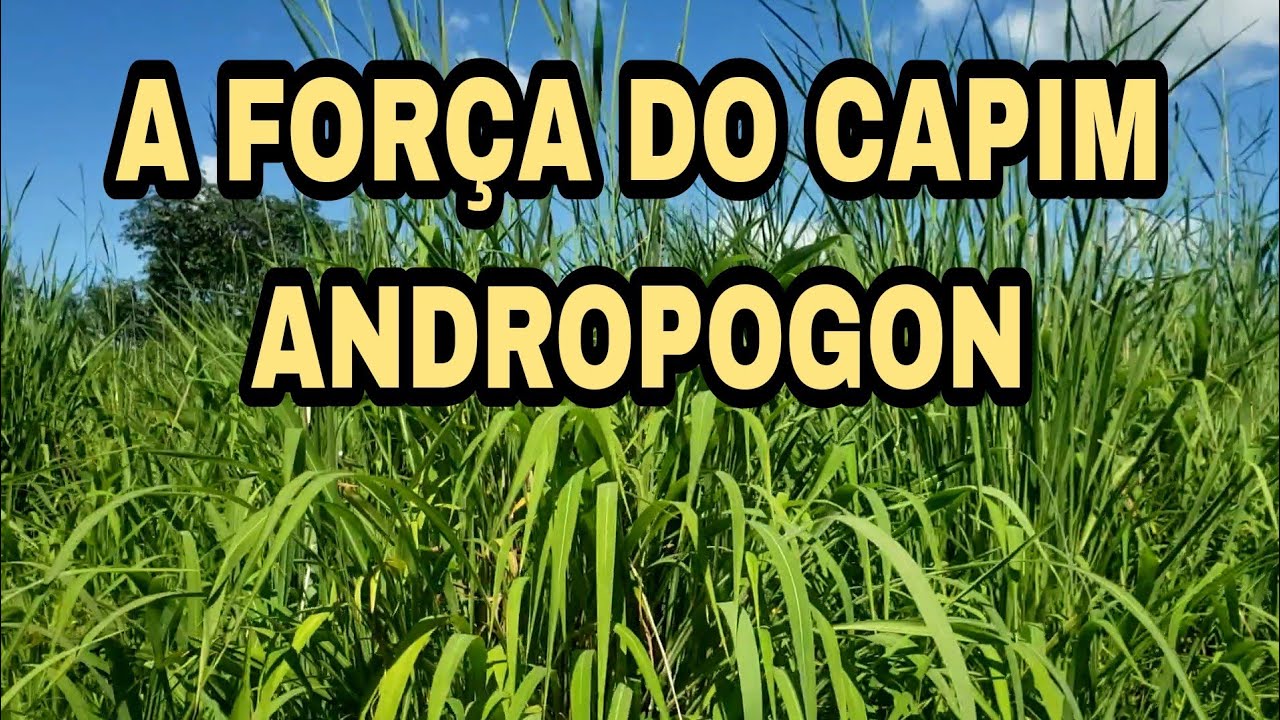 A FORÇA DO CAPIM ANDROPOGON - YouTube