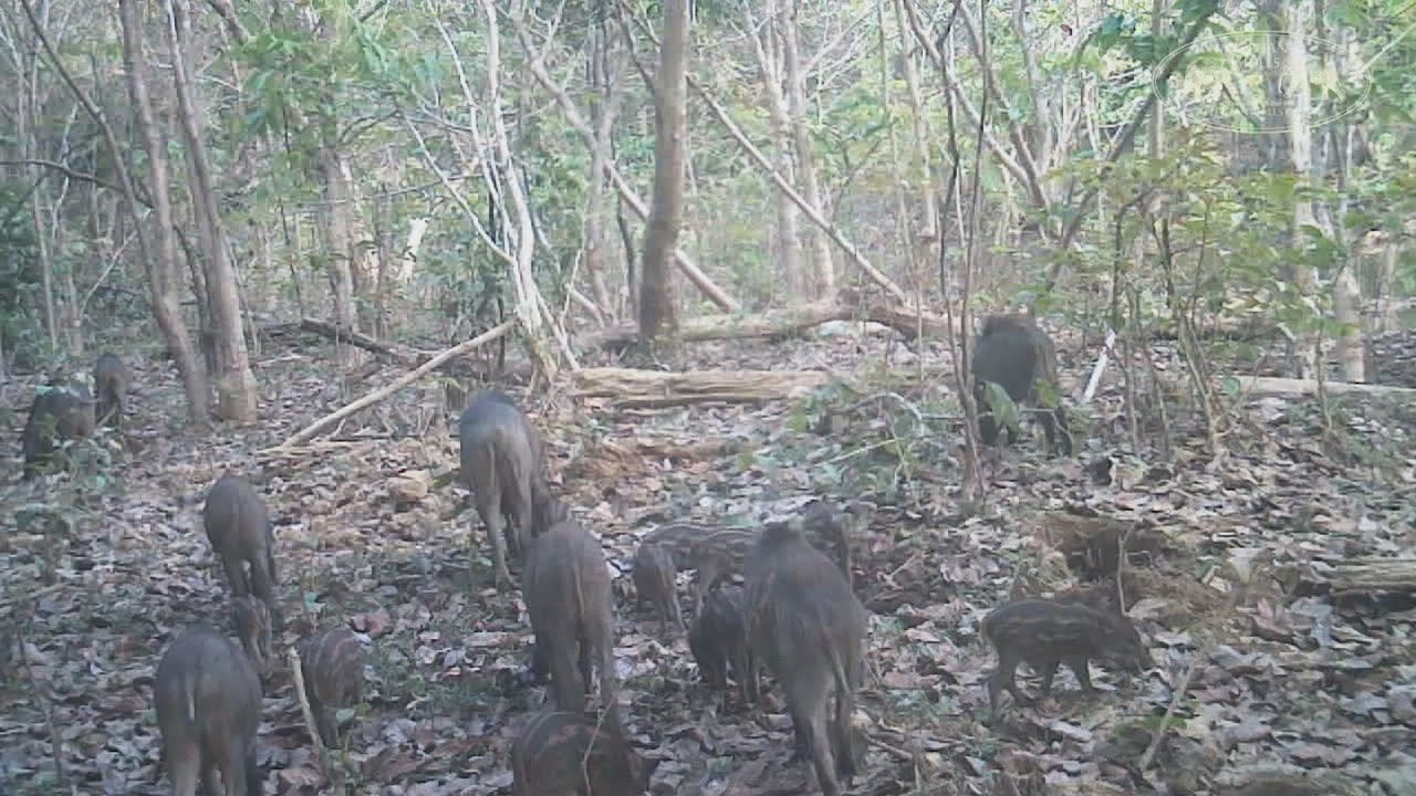How cute are wild boar piglets? - YouTube