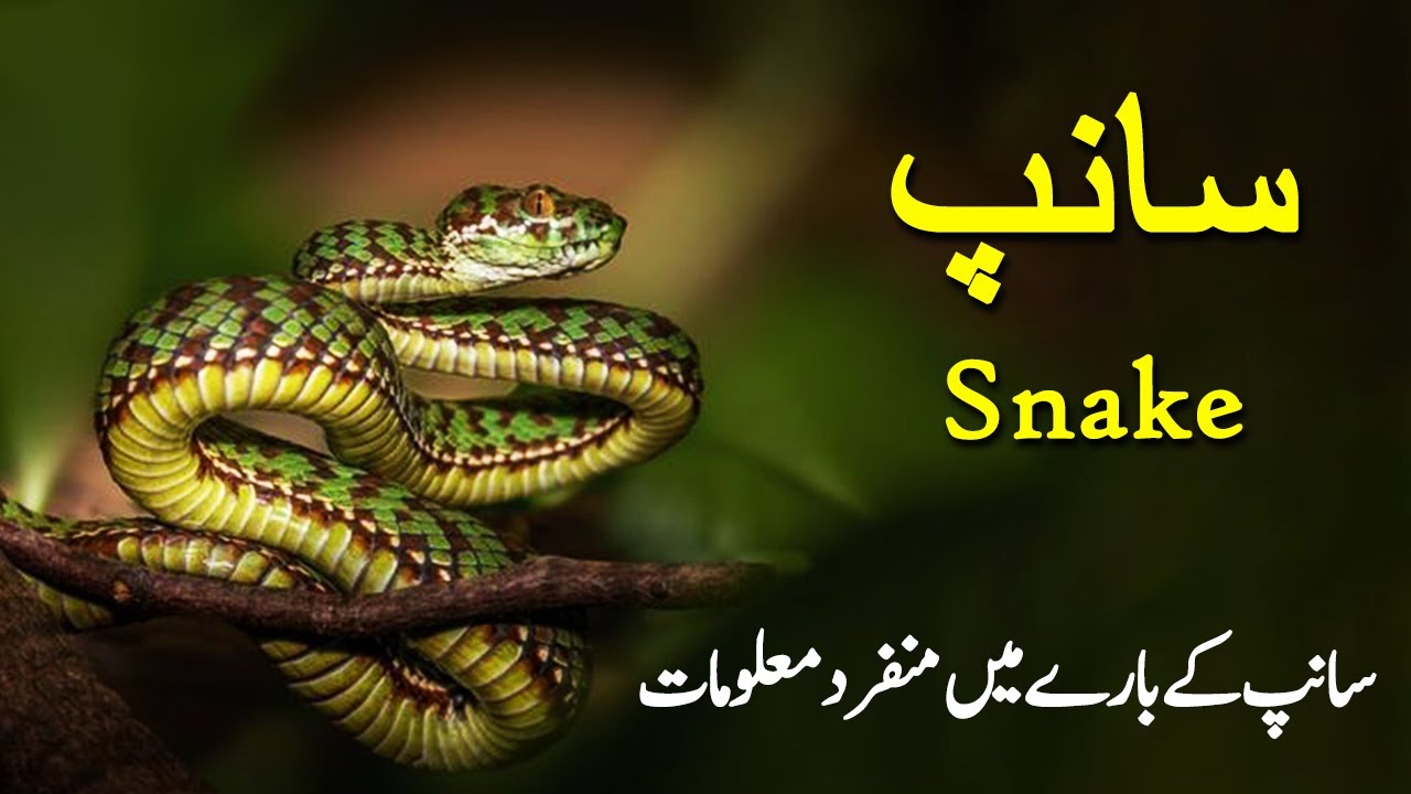 Snake documentary in urdu/hindi | Sanp documentary | Animal Adventurer ...