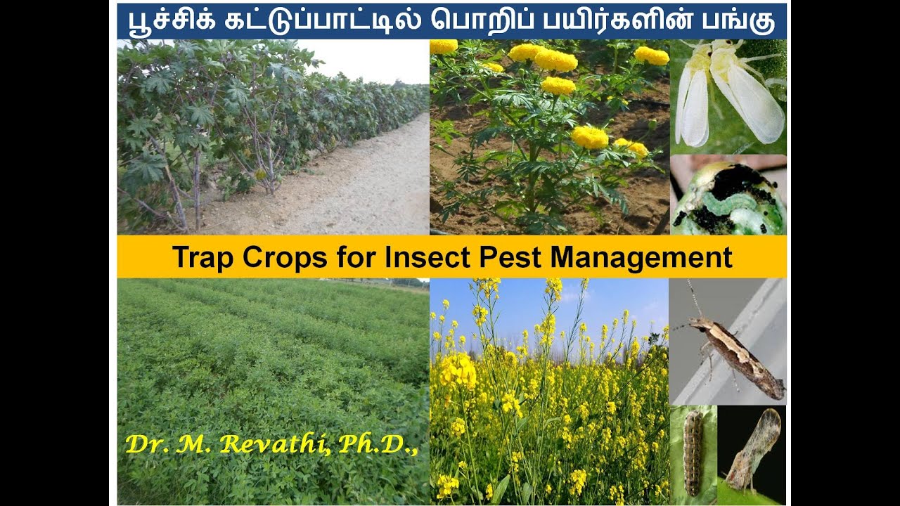 பூச்சிக் கட்டுப்பாட்டில் பொறிப் பயிர்களின் பங்கு / Trap Crops for ...