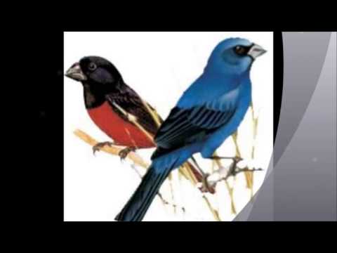 Toque para Celular Canto de Pássaro Toninho Santos Zezé