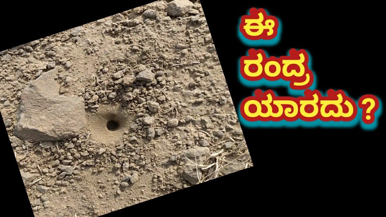 #211: What do Antlion Holes Looks Like ? I Why Does Antlion Dig Holes I ...