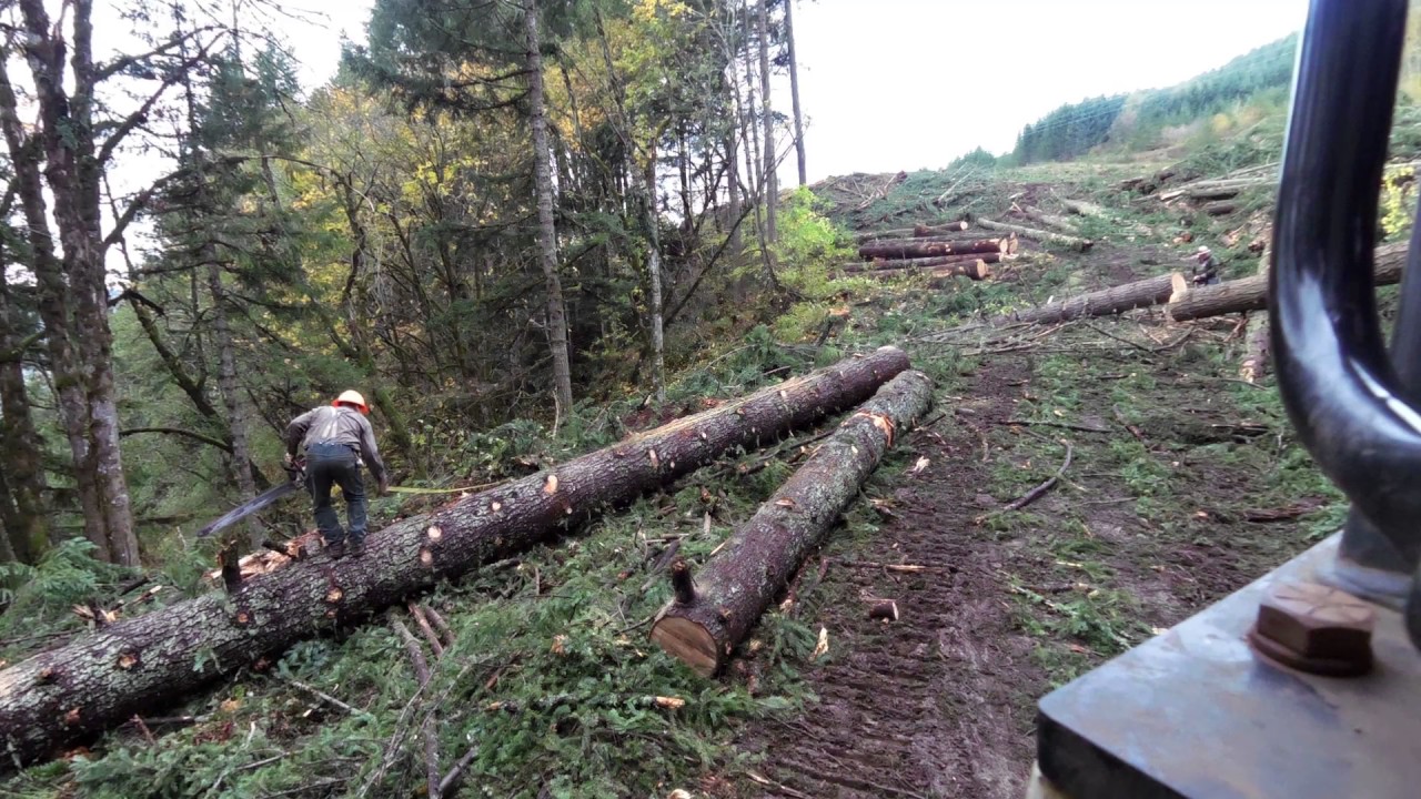 west coast logging making man glitter (sawdust) - YouTube