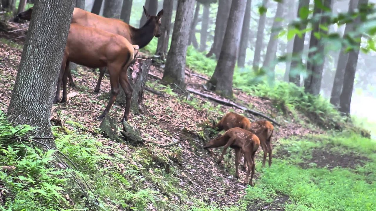 Calf video 2015 - YouTube