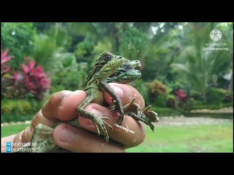 SAIL-FIN LIZARD #sailfinlizard