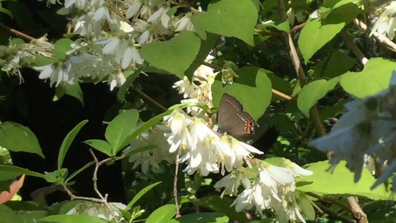 ベニモンカラスシジミ Fixsenia iyonis /Satyrium iyonis 長野県南信濃 2017/05/28 butterfly ...