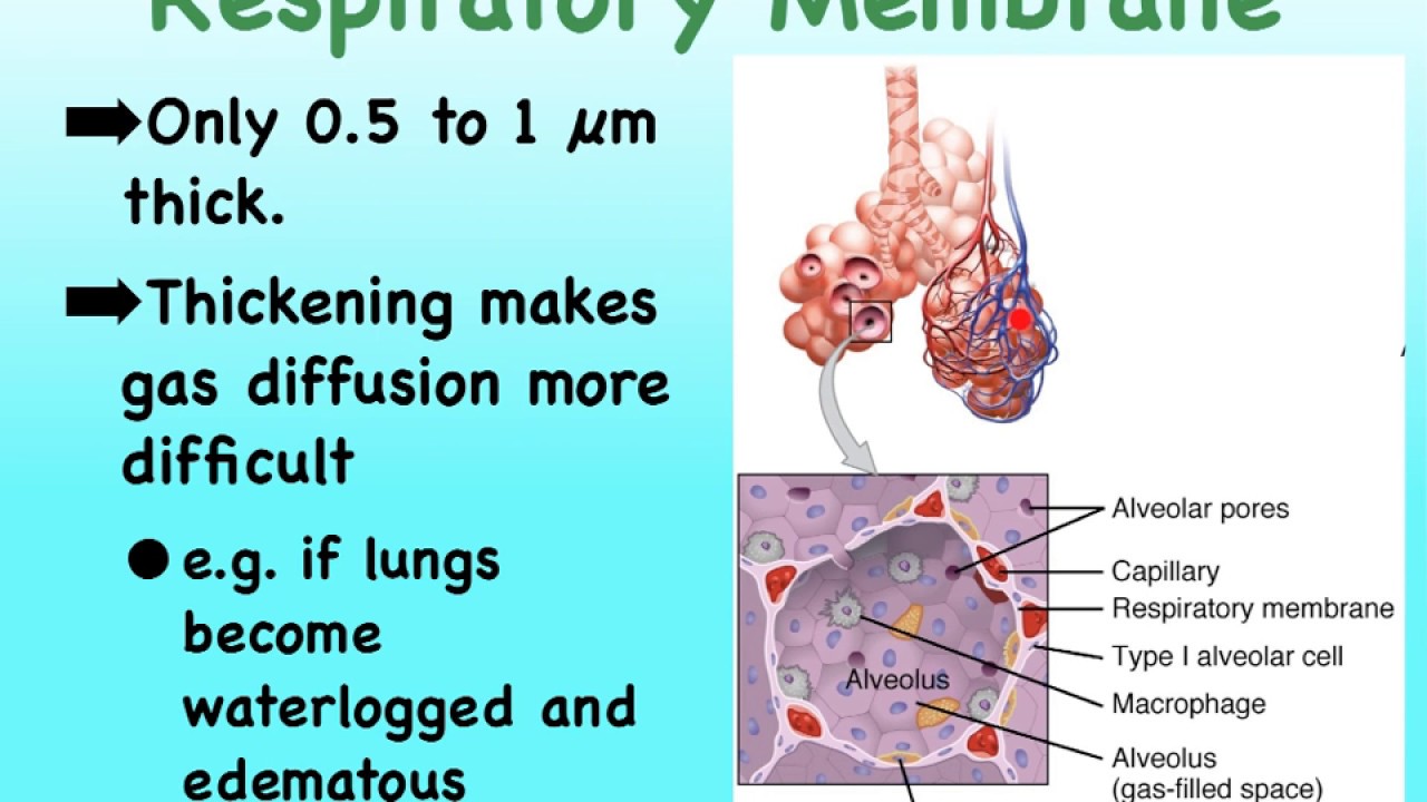 05O Respiratory Resp Membrane and Ventilation-Perfusion Coupling - YouTube
