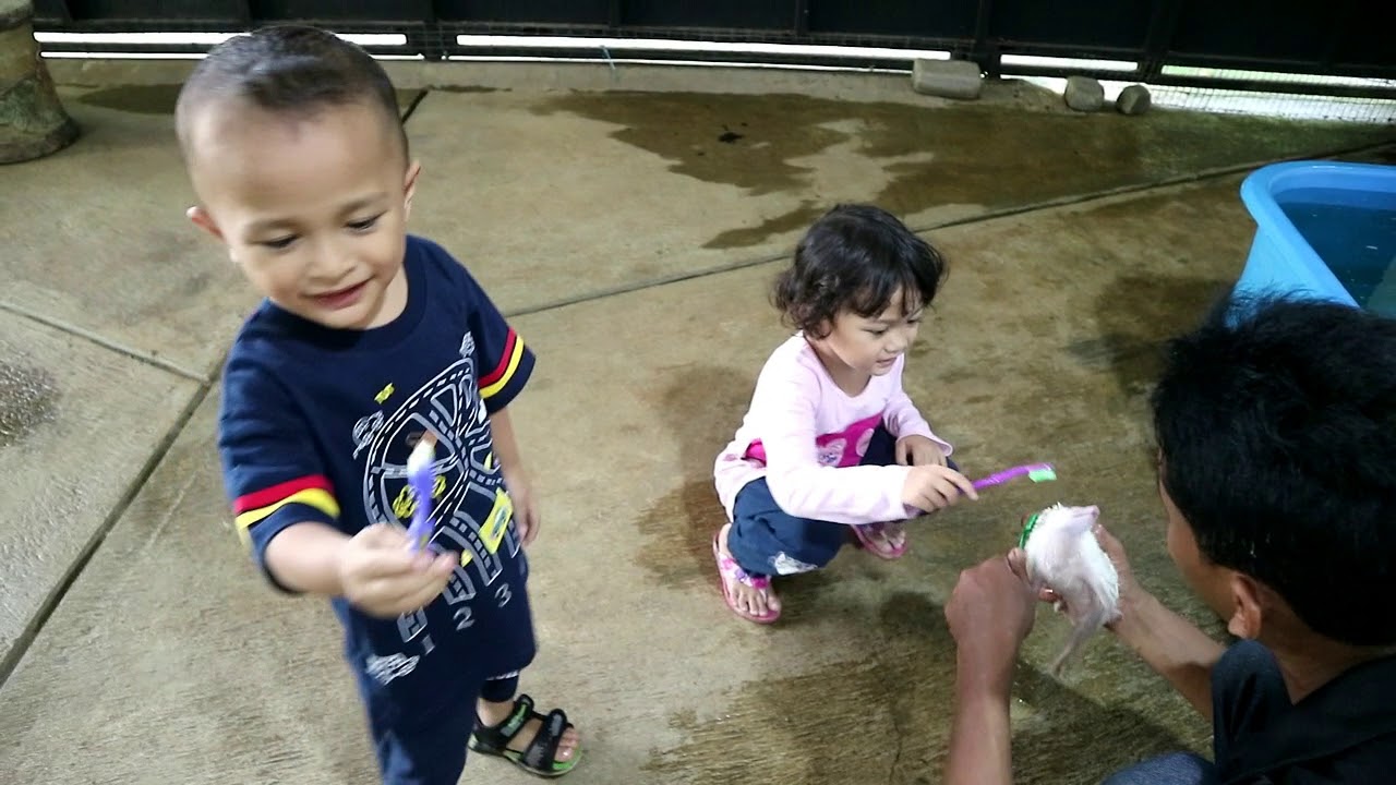 Mandiin Landak di Bintaro Mini Farm | Little Alunazka Mengenal Hewan ...