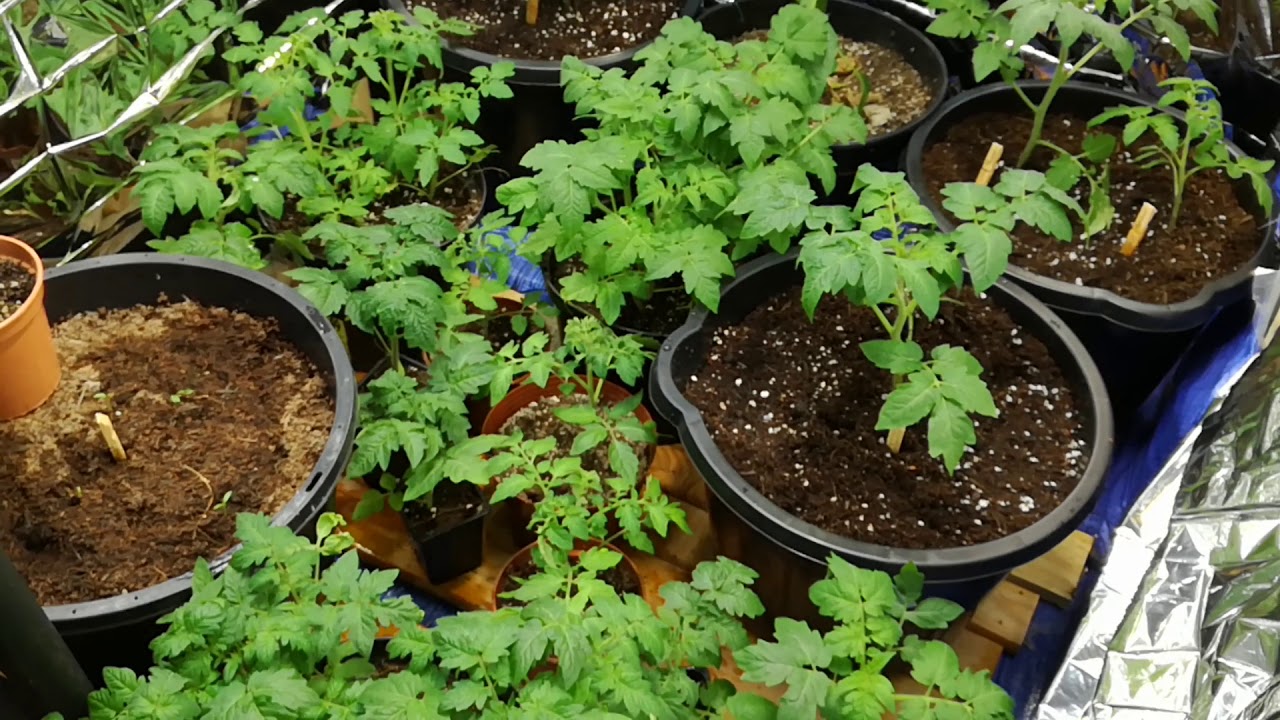 DIY vegetable grow room. - YouTube