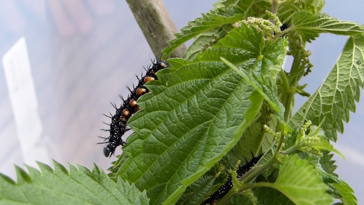 Raupen Tagpfauenauge 1 - YouTube