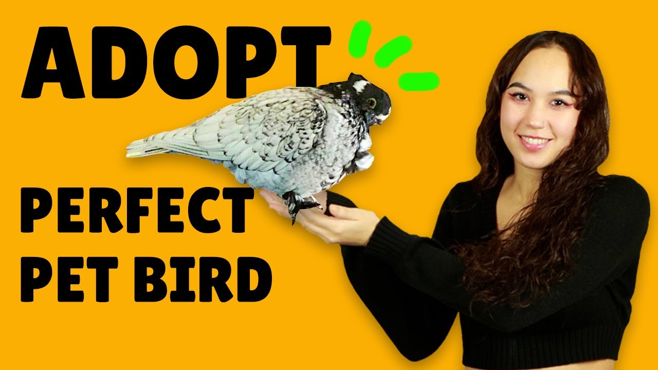 How to Find, Adopt, and Make New Pet Bird Feel At Home - From Birdless ...