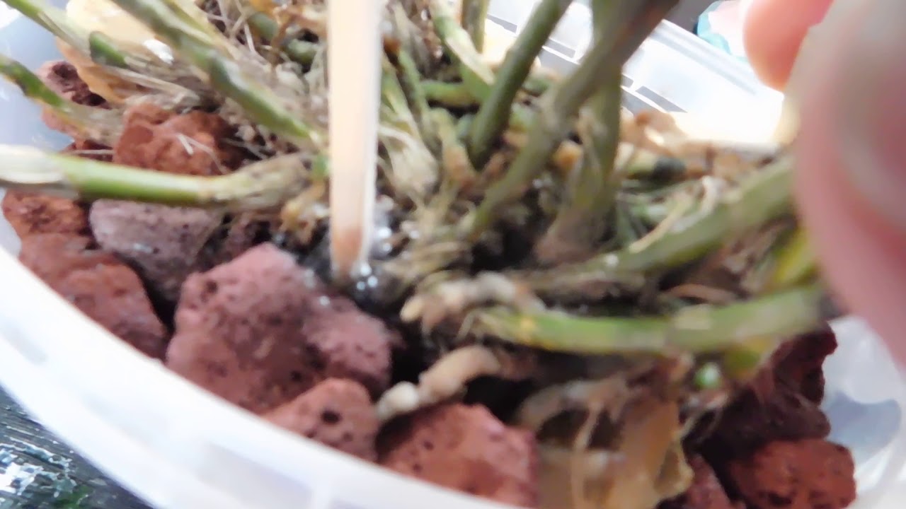 Dealing with issues; die back, mold. It's best to be vigilant. - YouTube