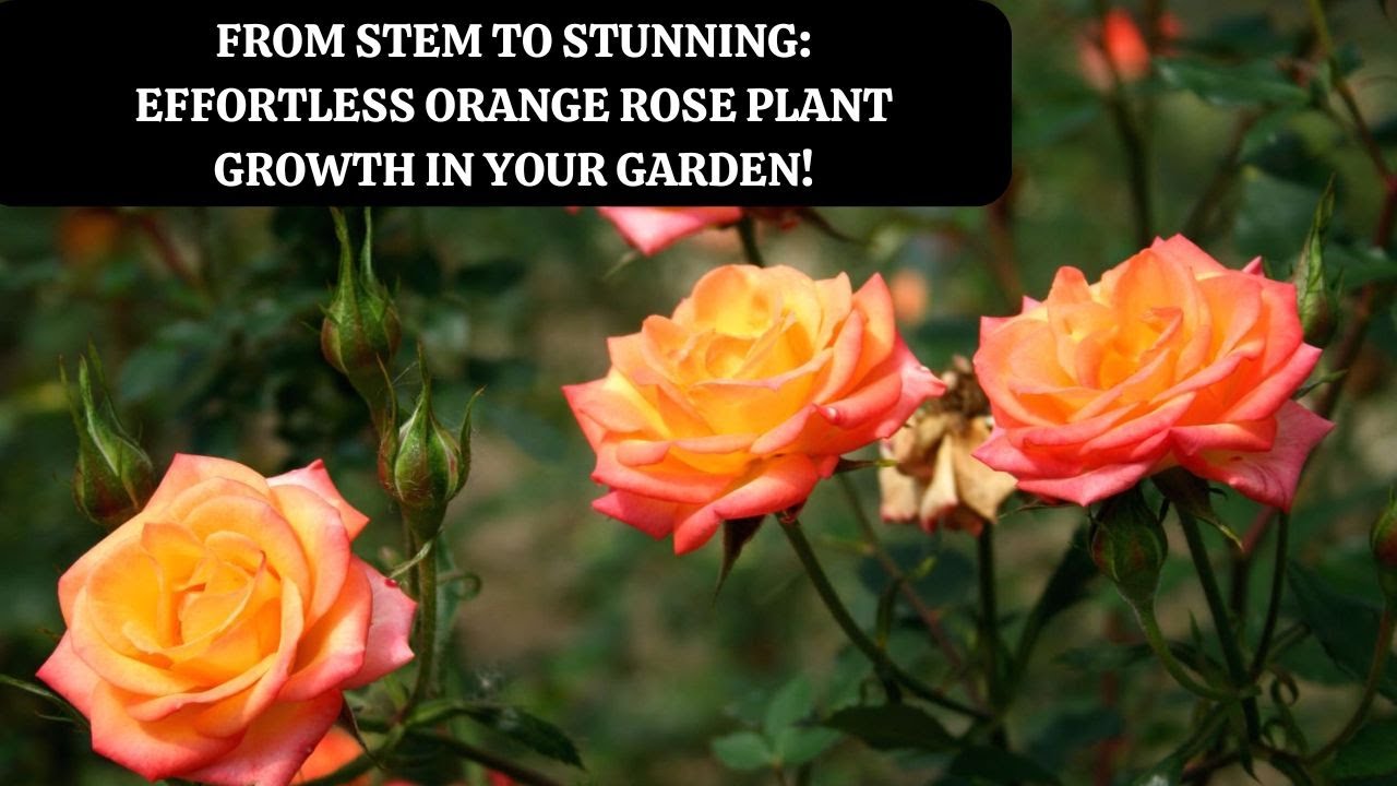 From Stem to Stunning Effortless orange Rose plant Growth in Your ...