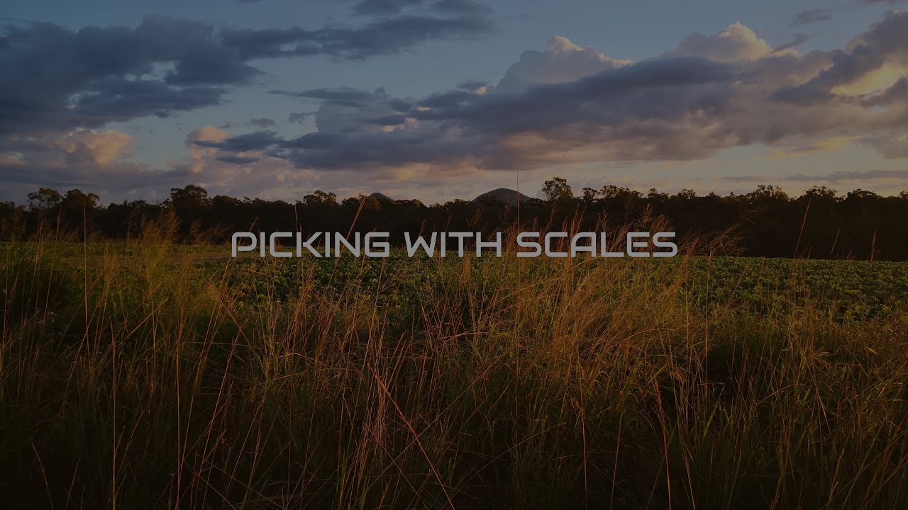 Full picking with scales training video - YouTube