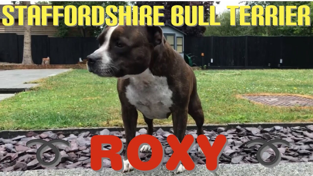 DOGS | STAFFORDSHIRE BULL TERRIER ROXY! - YouTube