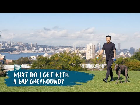 GAP NSW Tim Cahill Series - What do I get with a greyhound?