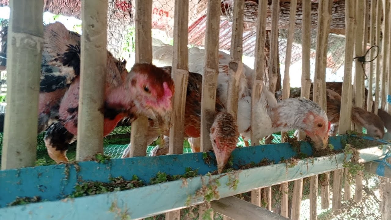 Raising chickens and duck in a rural and family style chicken and duck ...