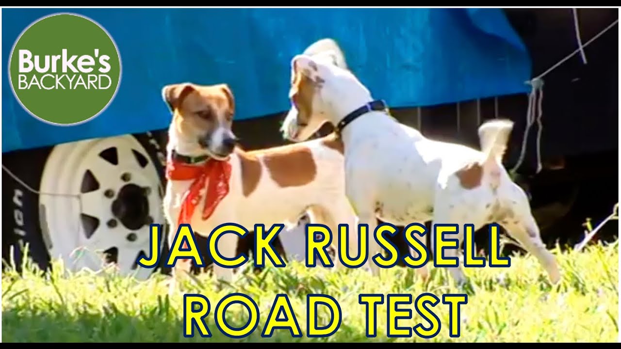 Jack Russell Terrier - Burke's Backyard