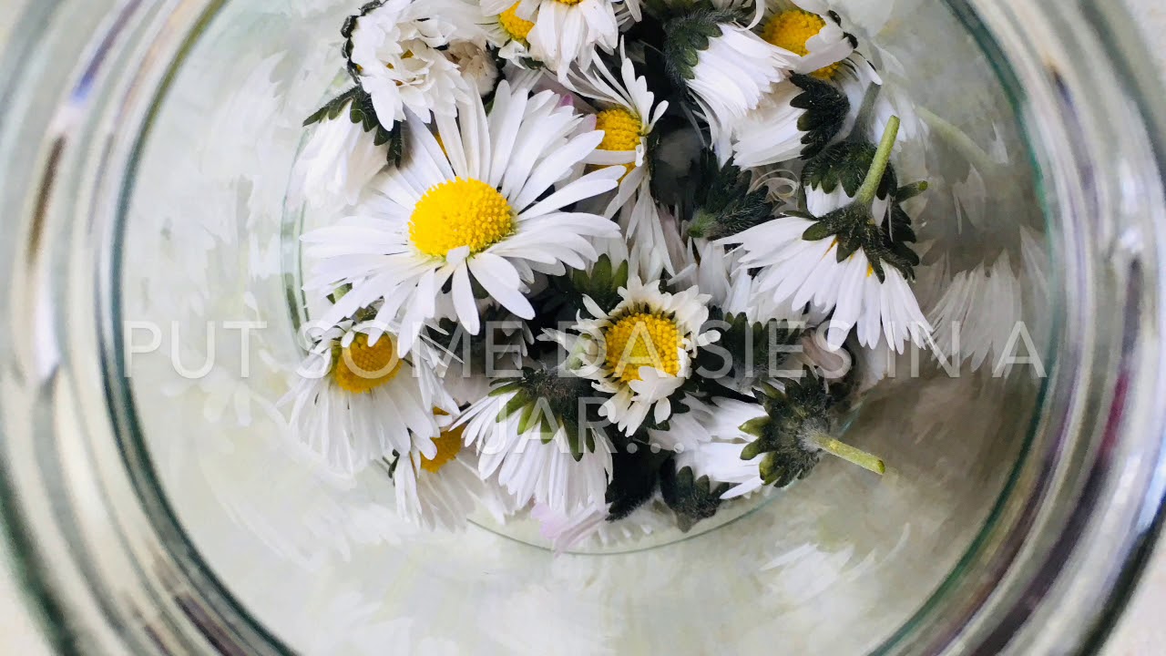 Daisy oil - An easy oil to make for bumps and bruises - YouTube