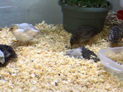 Button quail dust bath 1 - YouTube
