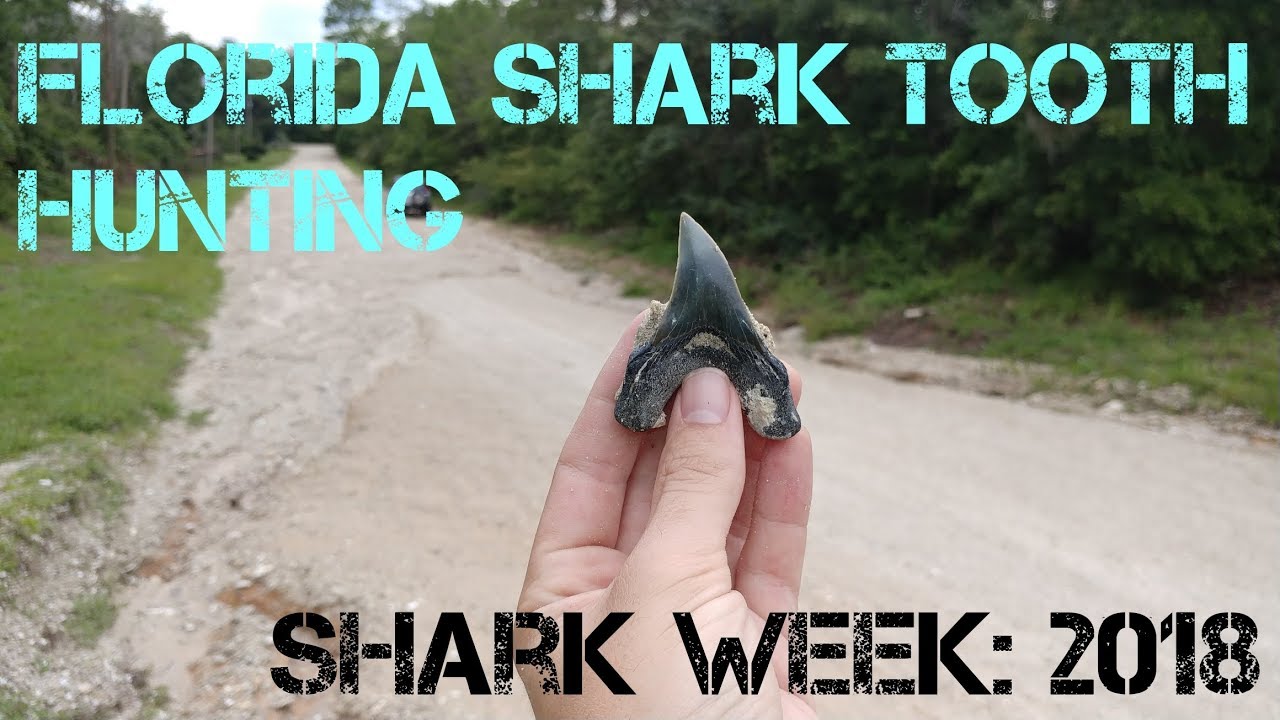 Shark Week 2018 - Florida Shark Tooth Hunting | Finding Megalodon ...