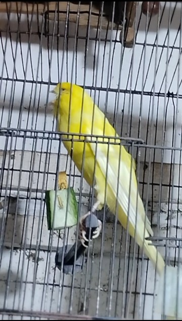 Cuma 2,5 jt Kenari Rasmi Iran Di kios Raja fauna 2 Pasar Burung Pramuka ...