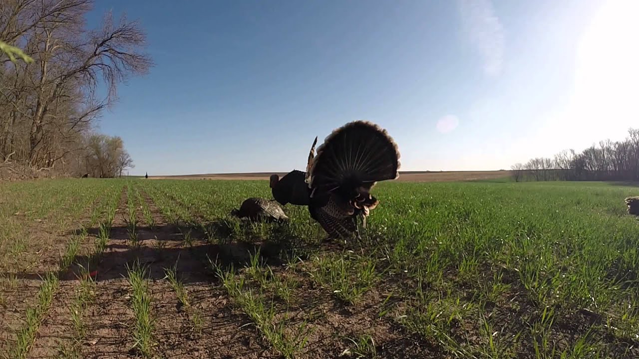 Kansas Turkey Hunting - April 2015 Part 1 - YouTube