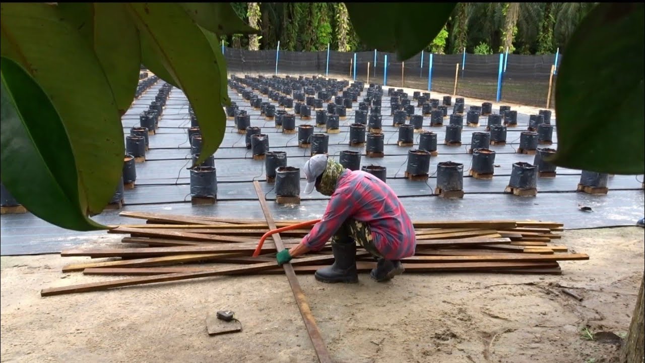 Install stakes around the farm | ep41 | Memasang kayu pancang di ...